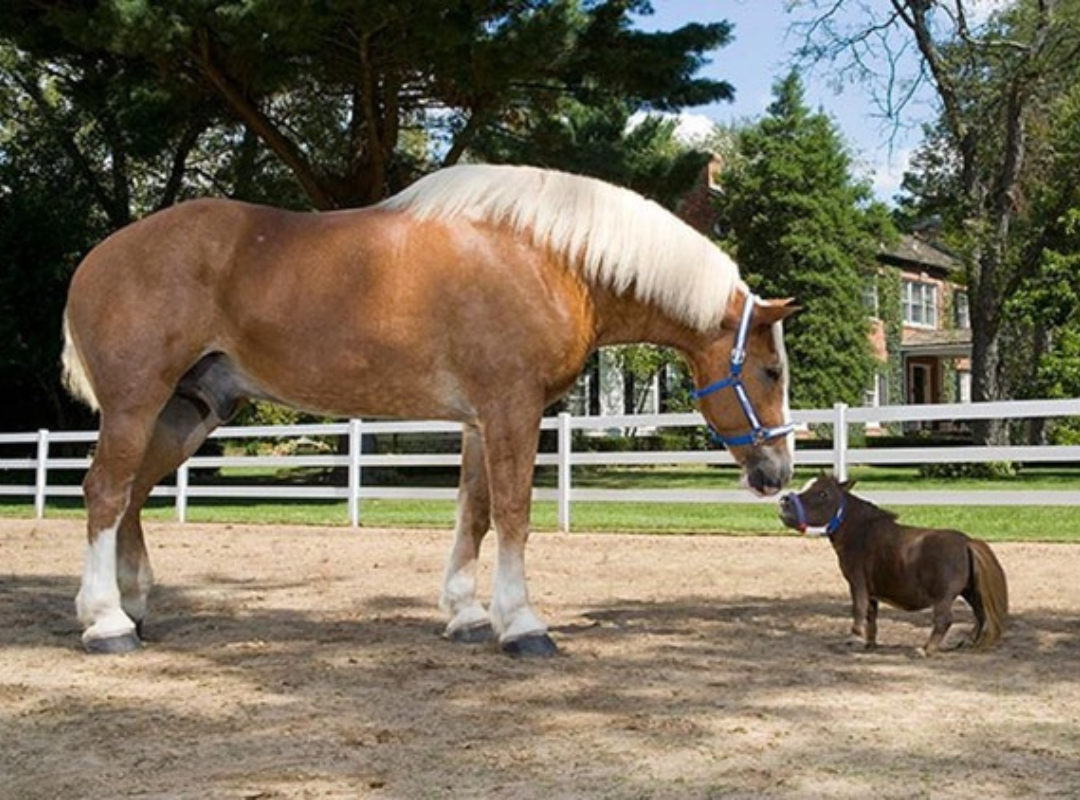 13 Facts About the Falabella Horse (Photos, Size & Origin) – Stable Talk