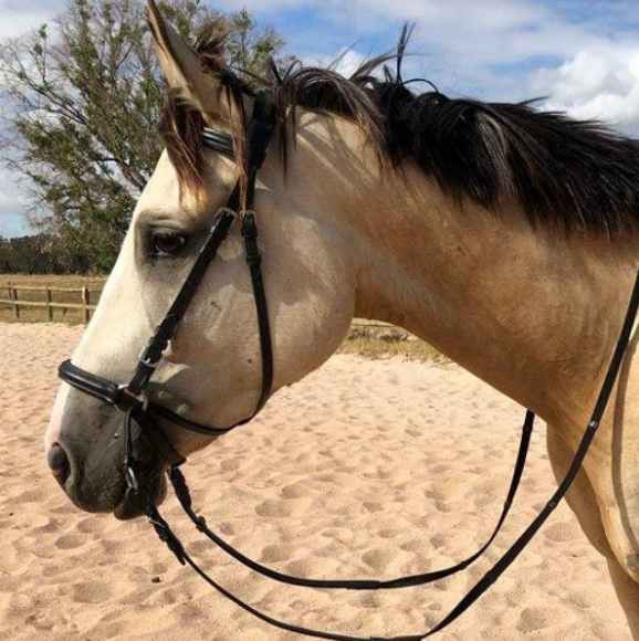 Converting Bitted Bridle to Bitless – Stable Talk