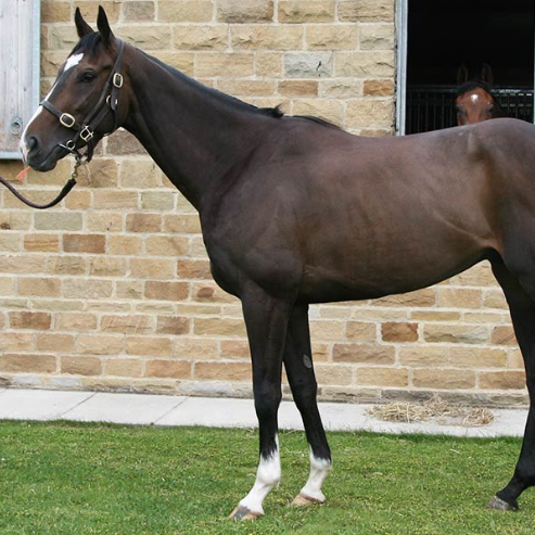 Libran - The Horse – Stable Talk