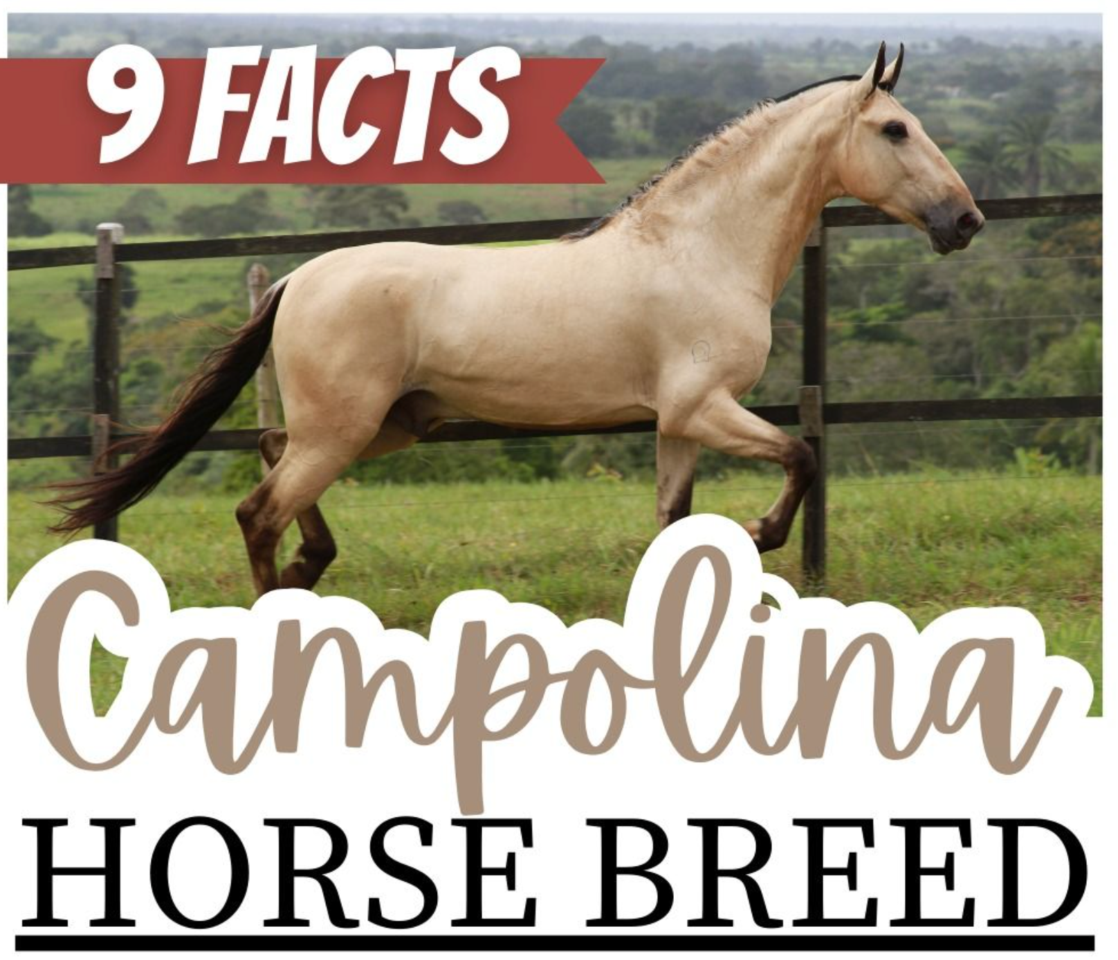 Campolina Facts - The Fairytale Horse From Brazil – Stable Talk