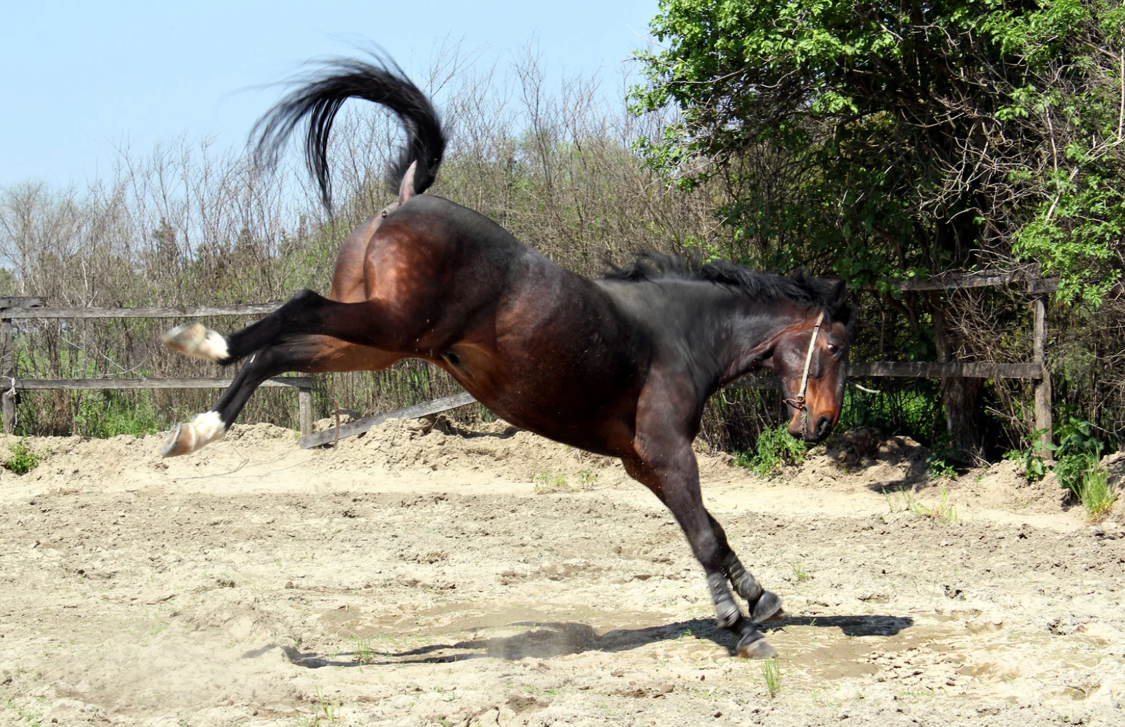 Horse Kicking (5 Most Common Reasons) – Stable Talk