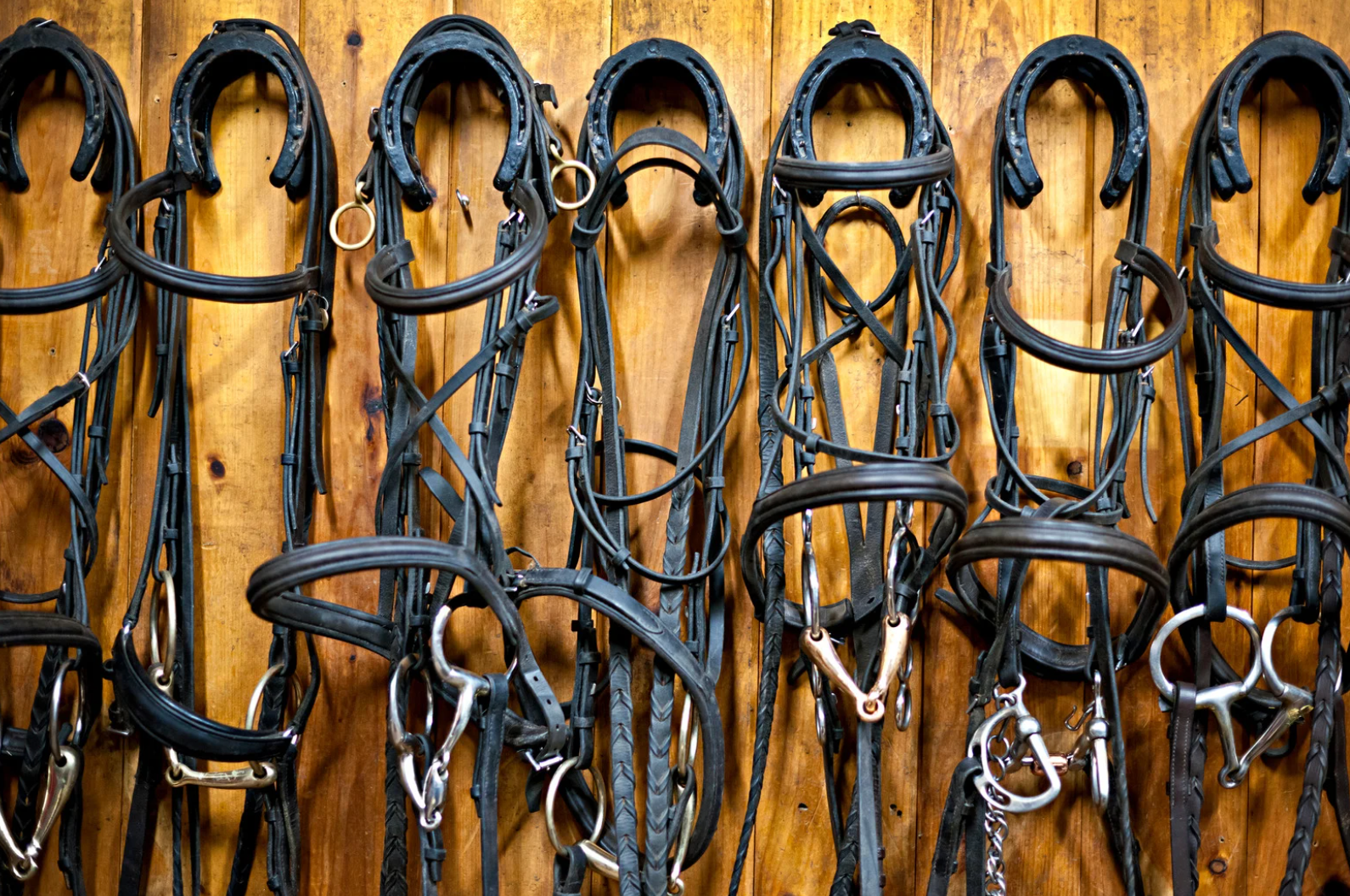 What is Horse Tack? – Stable Talk