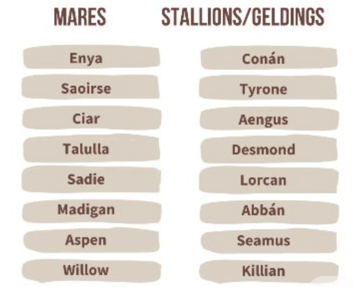 300+ Male Horse Names (Barn Names & Unique) – Stable Talk