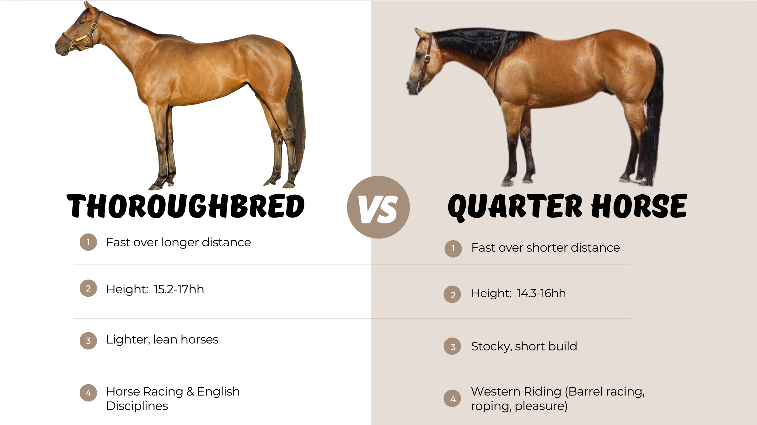 Quarter Horse vs Thoroughbred Horse (Photos) – Stable Talk