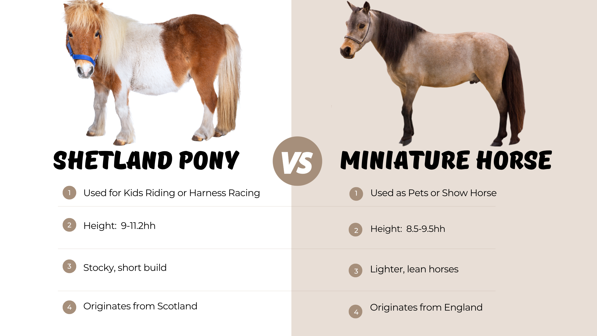 Shetland Pony vs Miniature Horse – Stable Talk