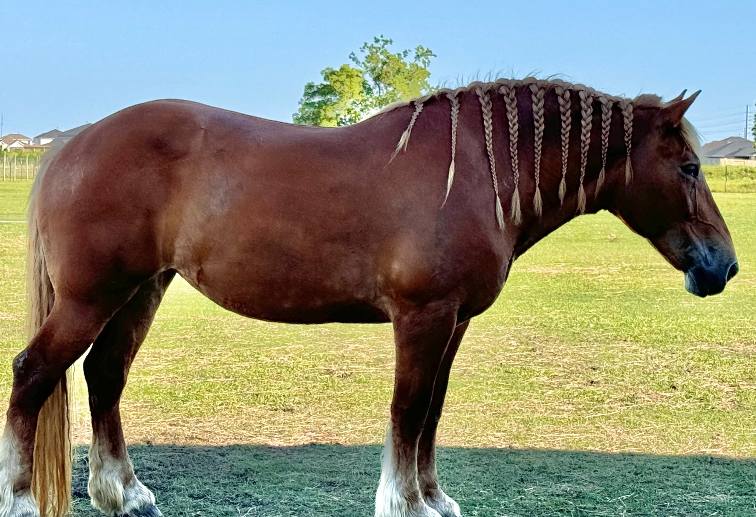 The Suffolk Punch Horse (Facts & Photos) – Stable Talk
