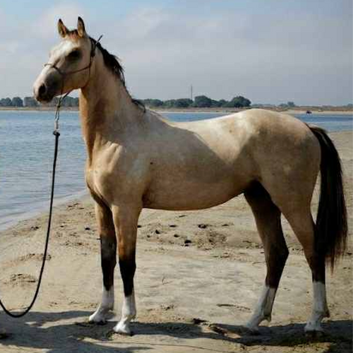 Noriker Horse - The Spotted Draft Horse Breed (with Photos) – Stable Talk
