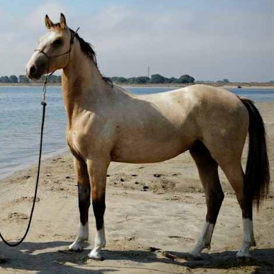 Cleveland Bay Horse Breed - 7 Unique Facts (you didn't know) – Stable Talk