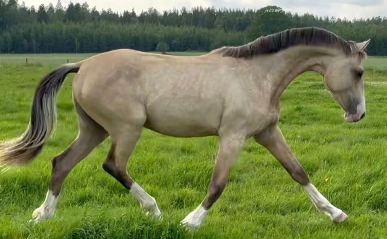 13 Facts About the Falabella Horse (Photos, Size & Origin) – Stable Talk